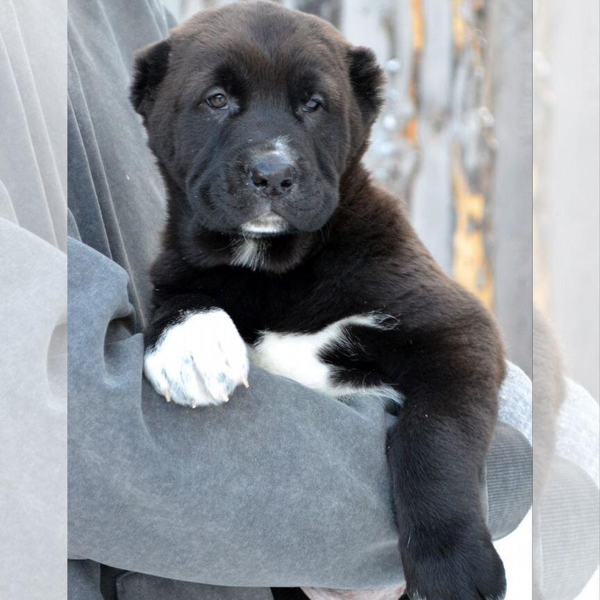 Среднеазиатская овчарка, щенок