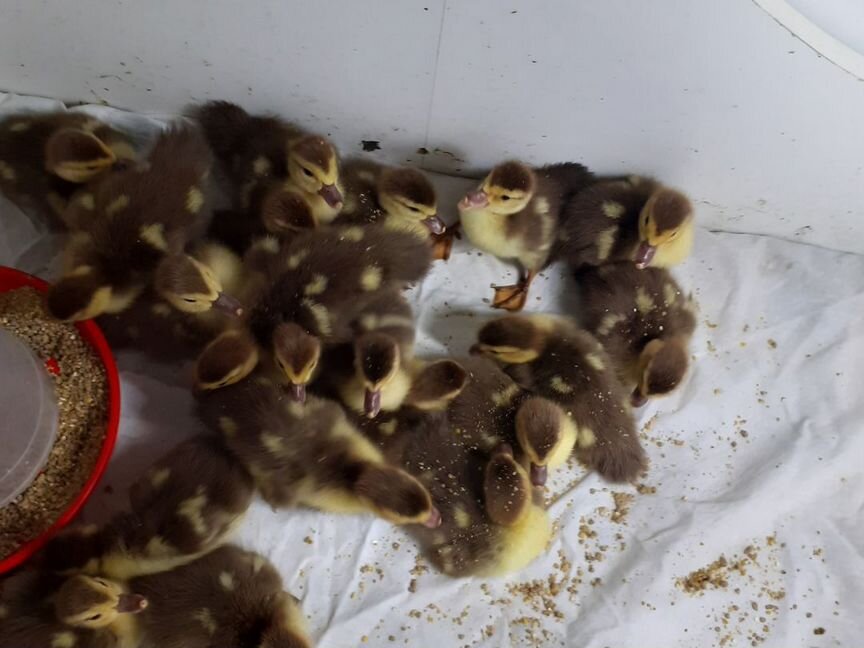 Индоутята тяжелой линии