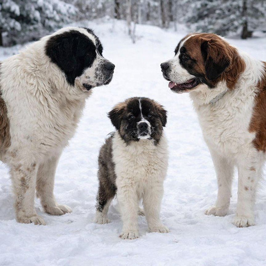 Московская сторожевая, щенок