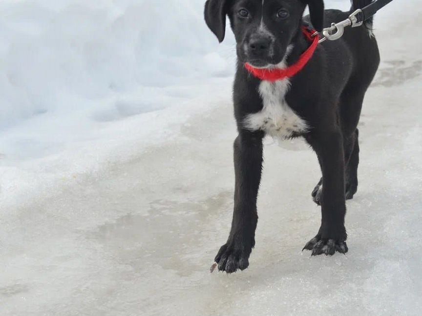 Щенок в добрые руки