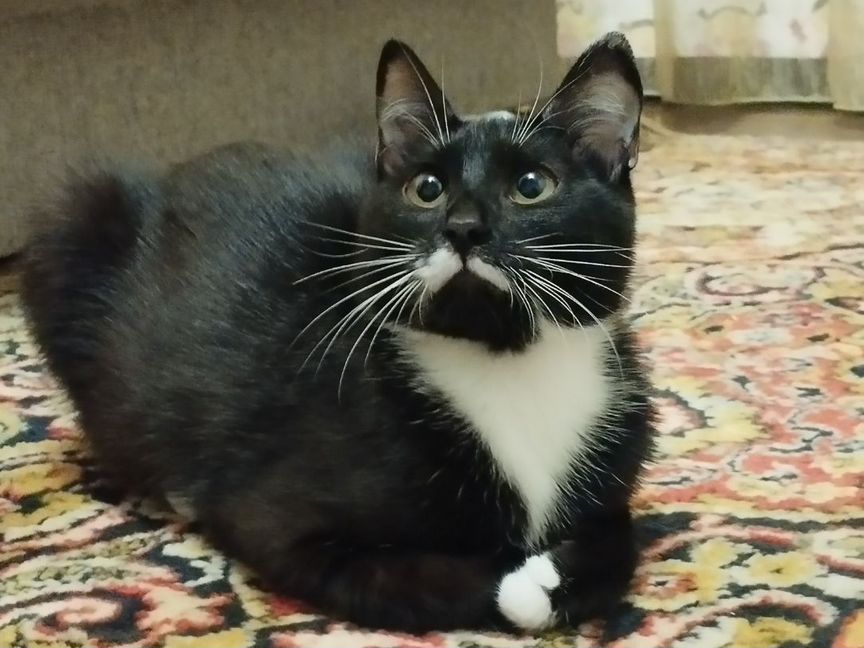 Кошка