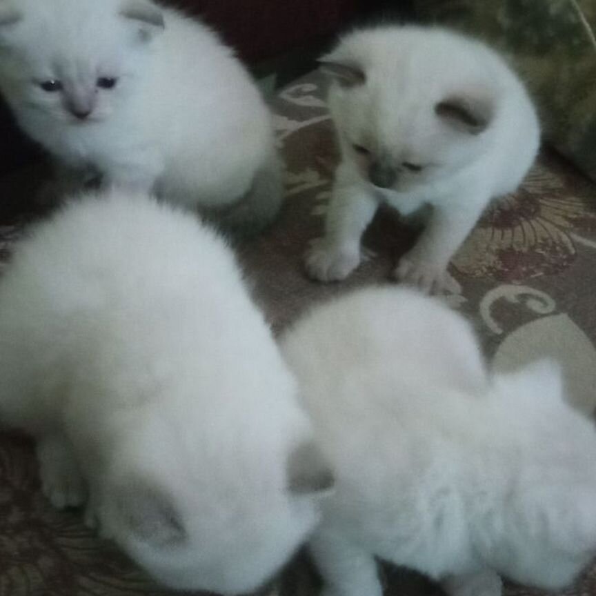 Британские котята 4 мальчика