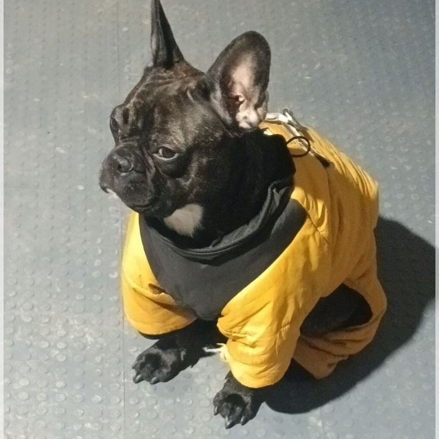 Французский бульдог, взрослая собака