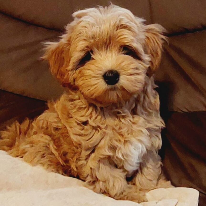 Мальтипу, щенок