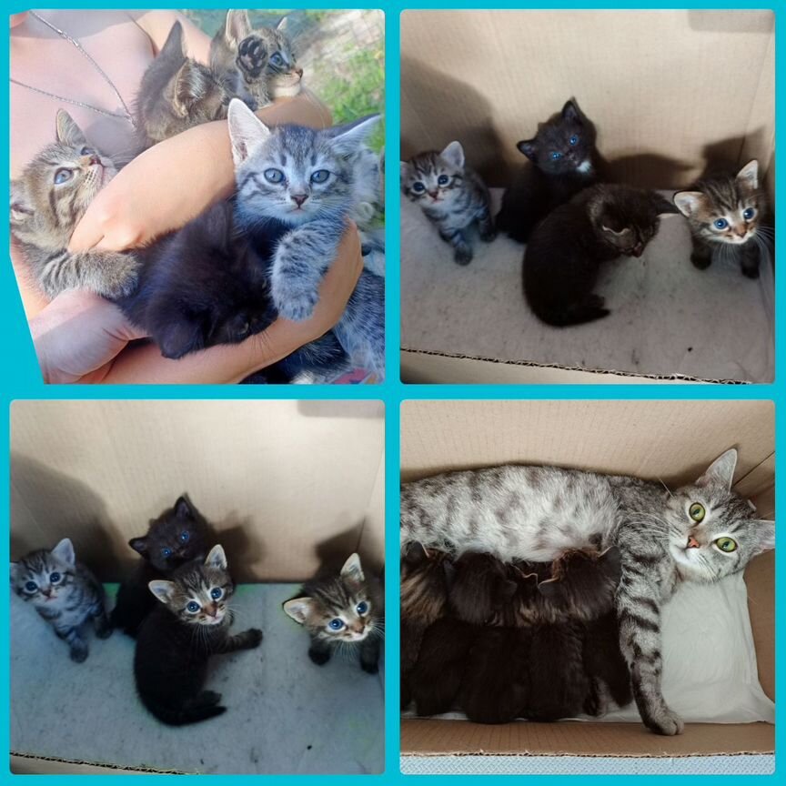 Котята в добрые руки