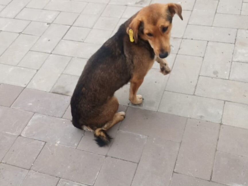 Батон ищет дом