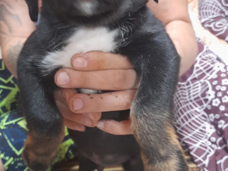 Отдам щенка бутузика от небольшой метисочки