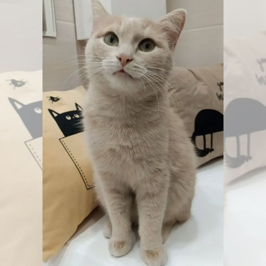 Взрослая, кошка в добрые руки