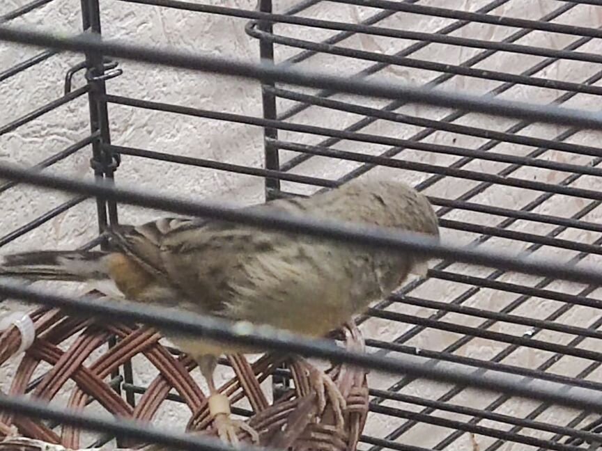 Канарейка самка