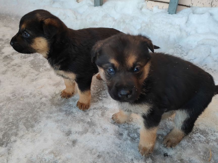 Немецкая овчарка, лабрадор