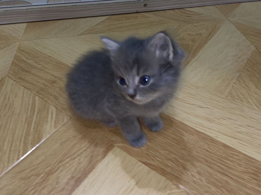 Британские котята