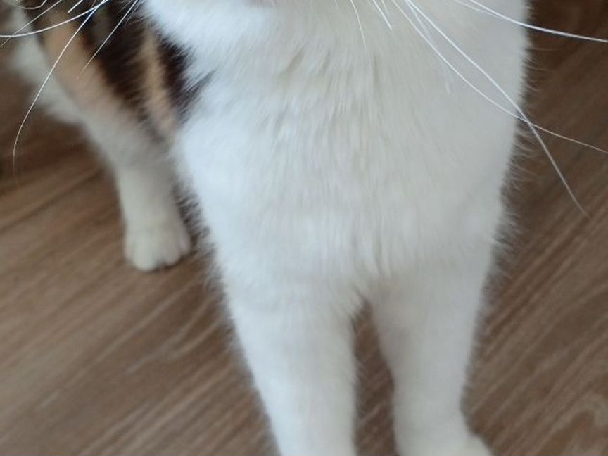 Кошка