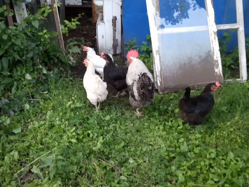 Куры несушки + петух