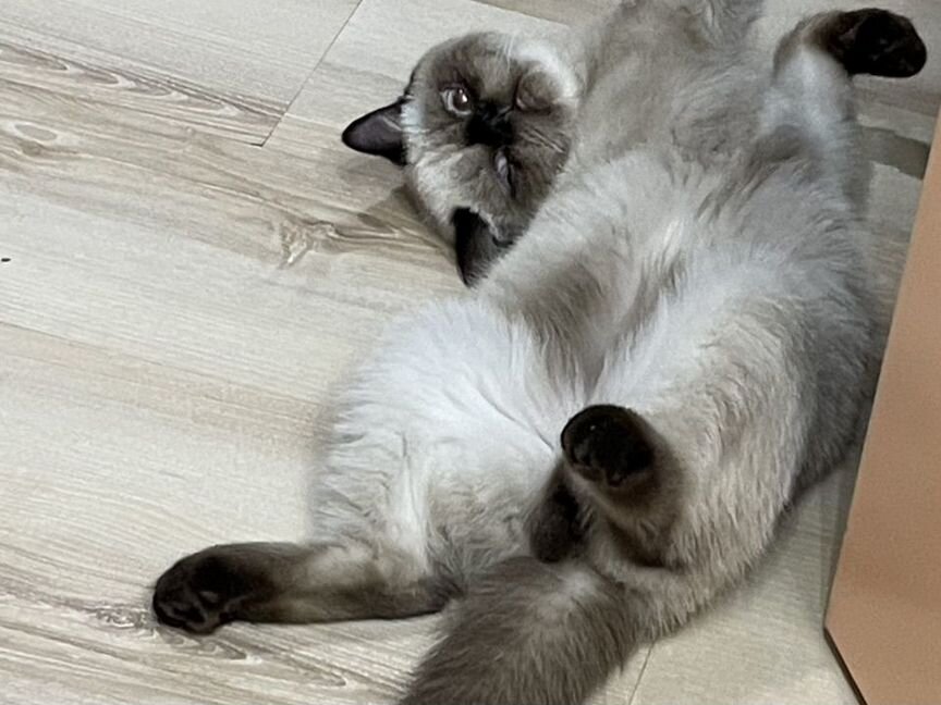 Персидские кот, экзоты
