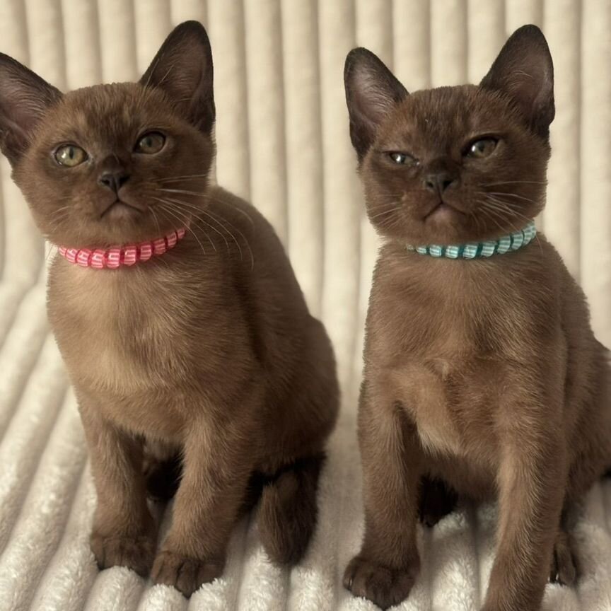 Европейский бурманский котёнок