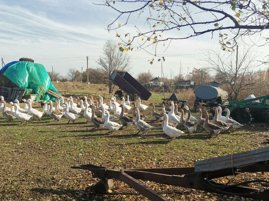 Молодые гуси