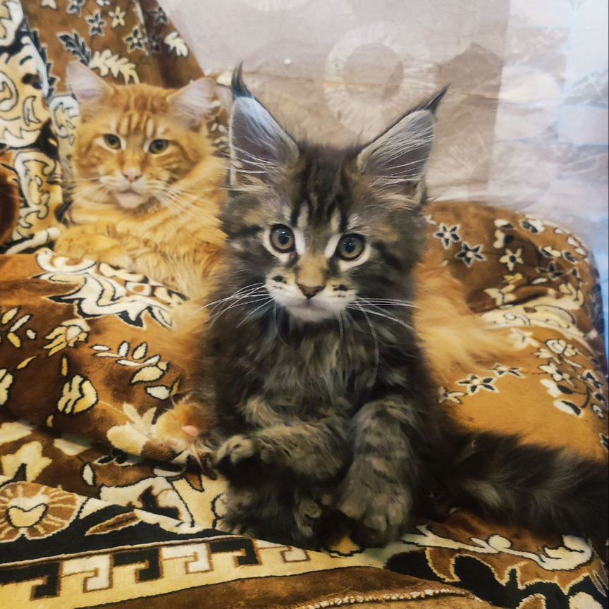 Мейн-кун, взрослый кот