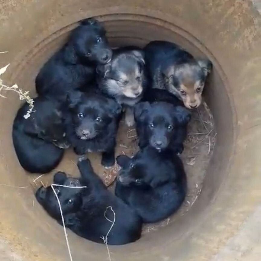 Щенки из бочки