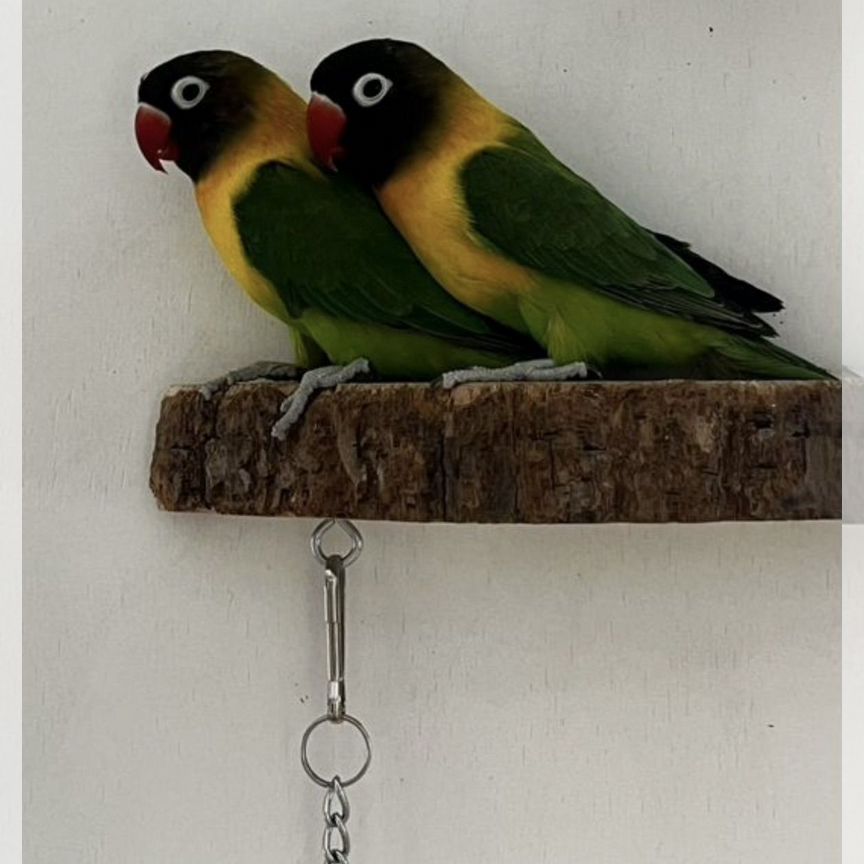 Попугай неразлучники