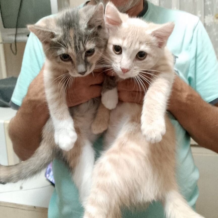 Котята в добрые руки