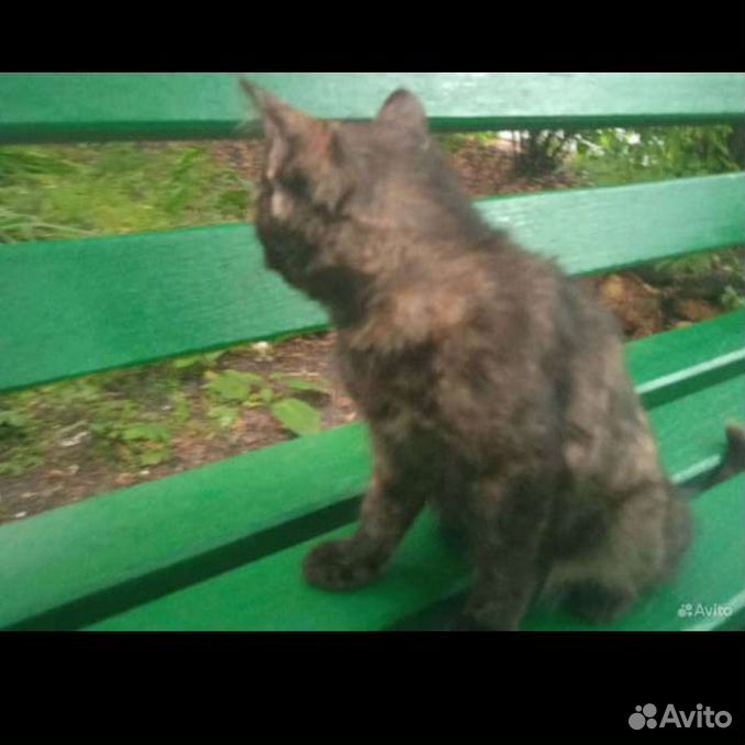 Продаю котенка её бросил хозяин