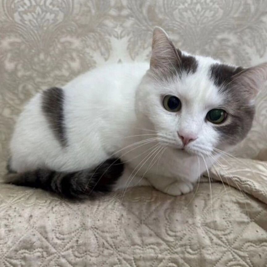 Взрослая, кошка в добрые руки