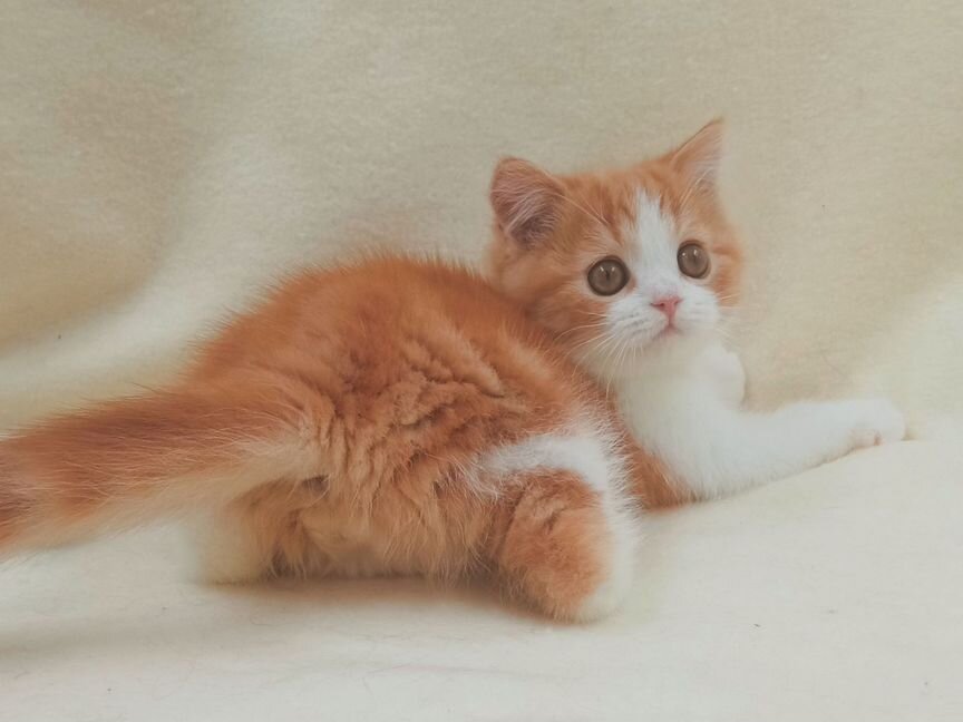 Шотландская вислоухая