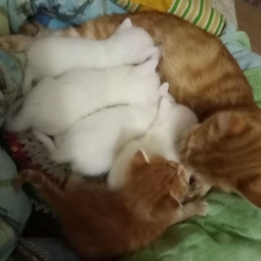 Котята в добрые руки 1 месяц