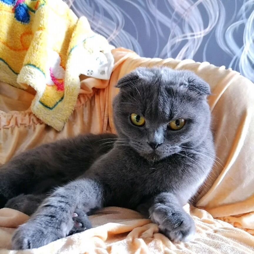 Кошечка в добрые руки