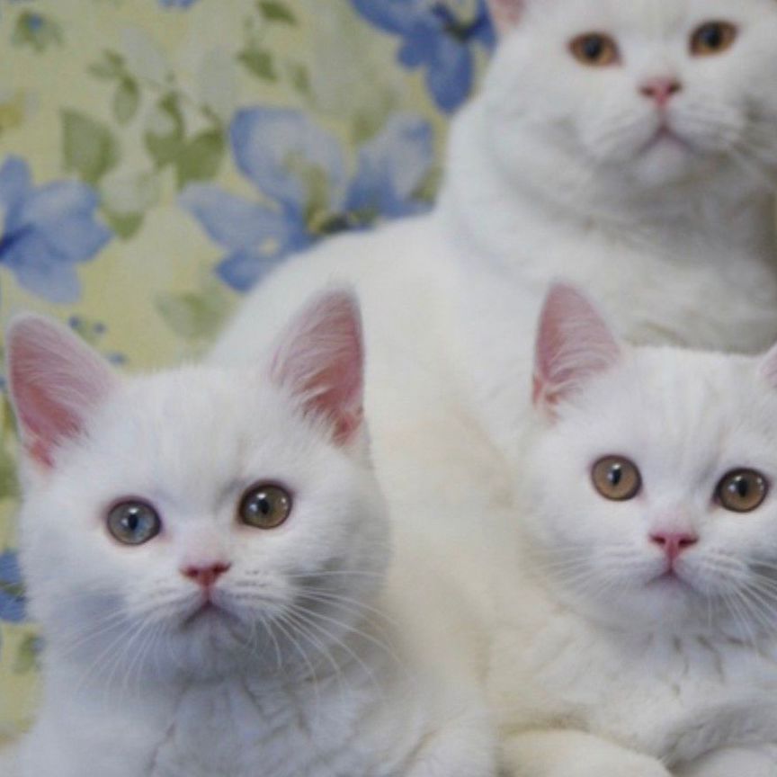 Котенок