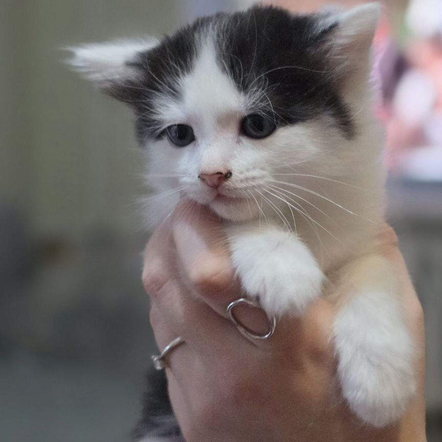 Котёнок в добрые руки