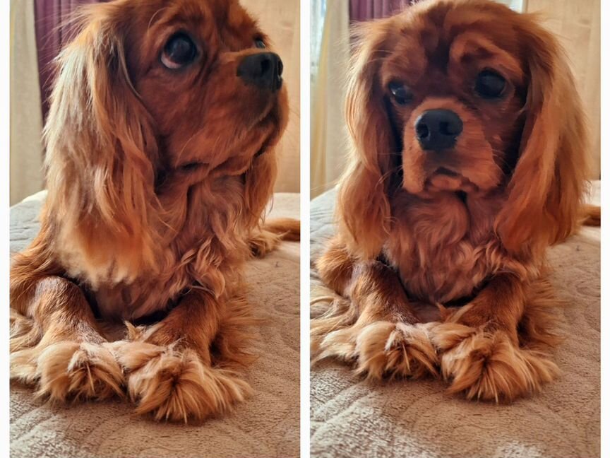 Вязка собаки