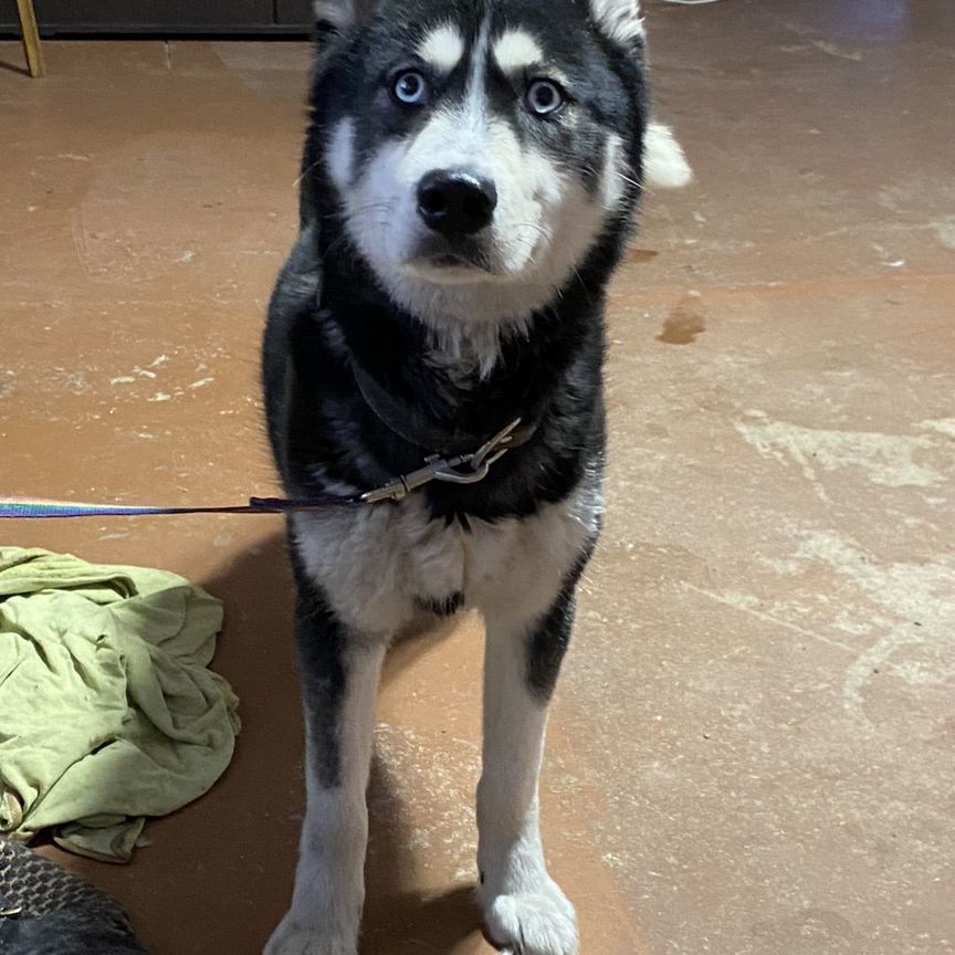 Домашние животные собаки хаски