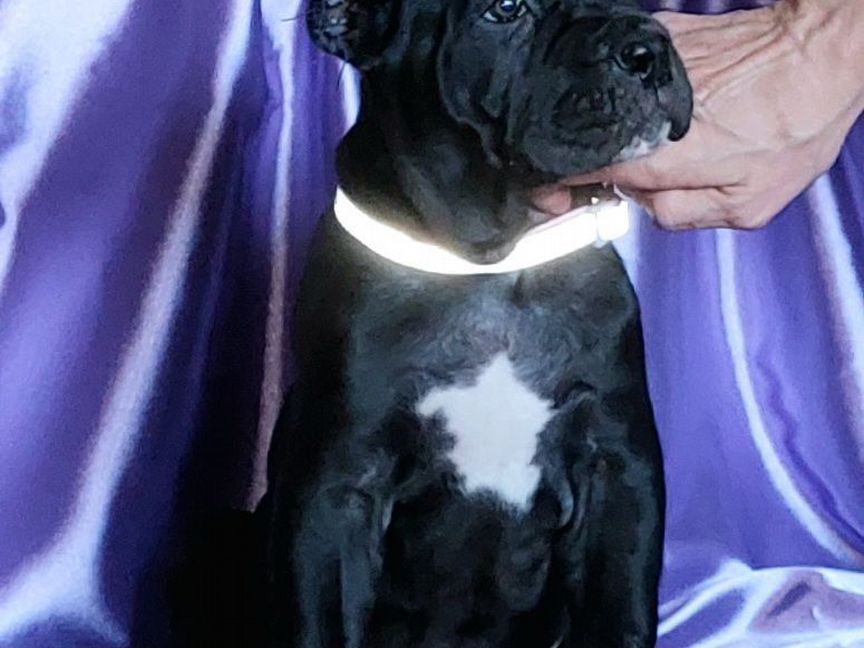 Красивые девочки, документы РКФ