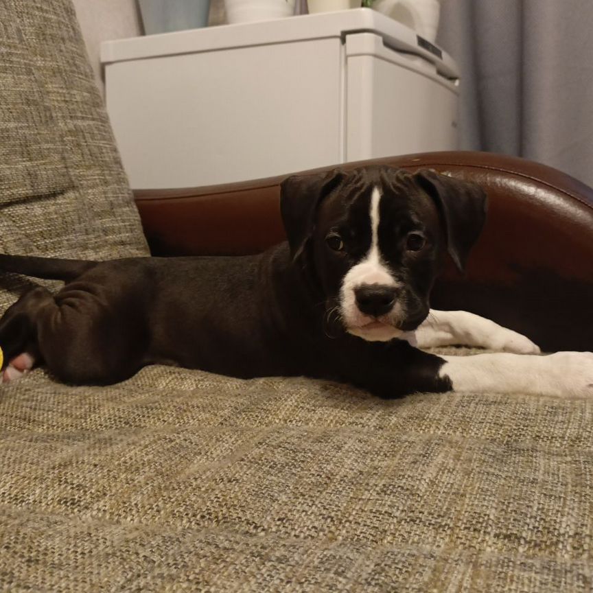 Американский стаффордширский терьер, щенок