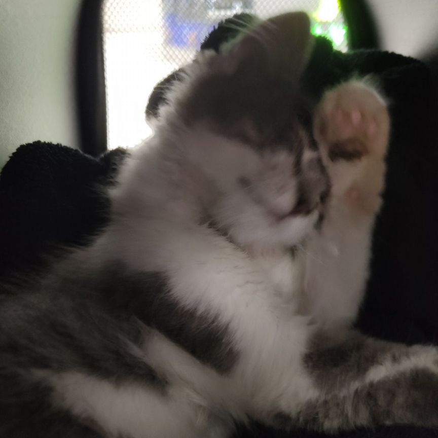 Кошка никому не нужна