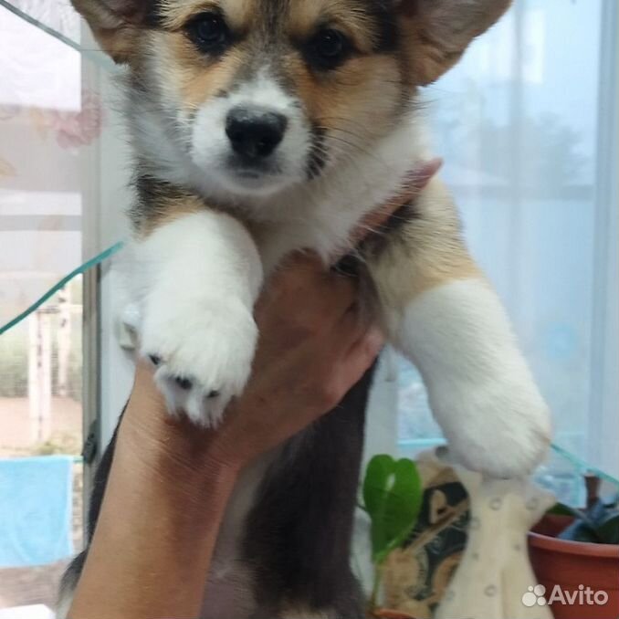 Чудесный мальчуган коржик