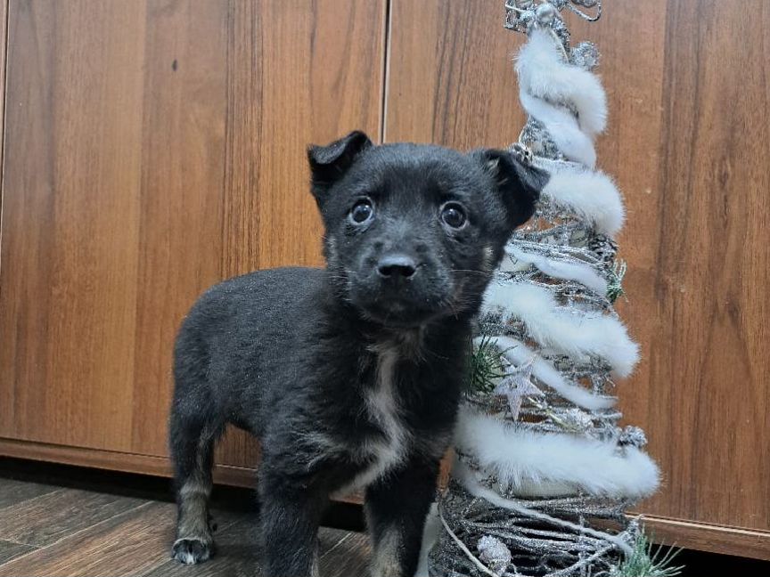 Щеночек девочка