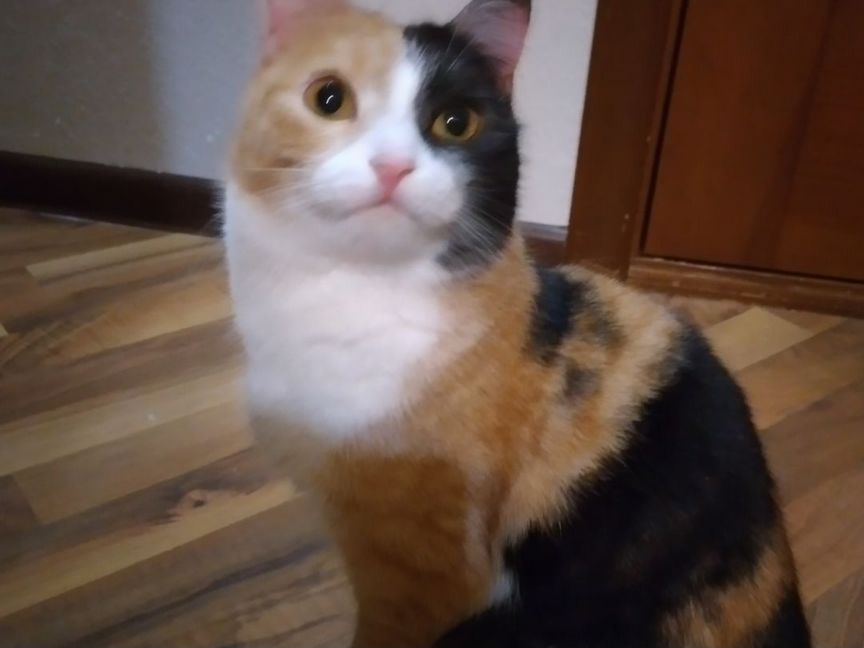 Кошка Картошка