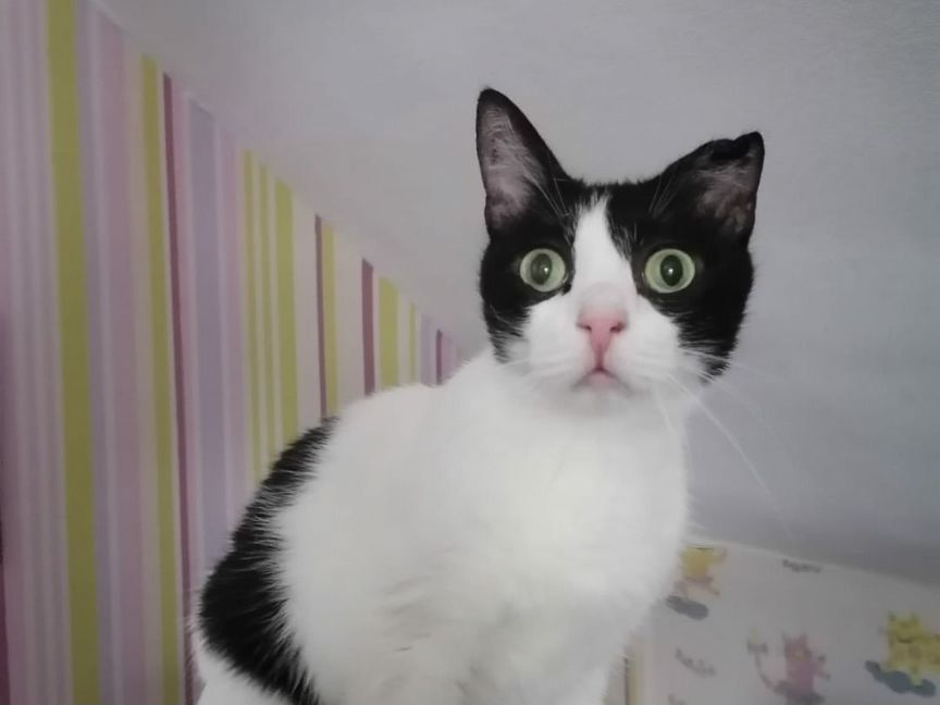 Котик ищет дом