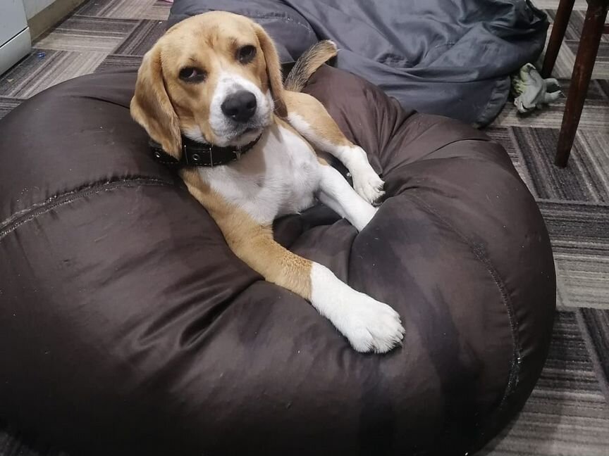 Бигль в добрые руки бесплатно