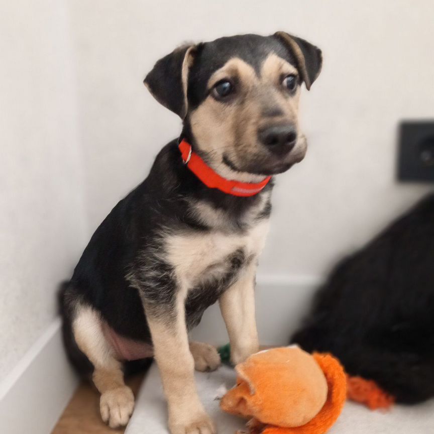 Щенок девочка ищет дом