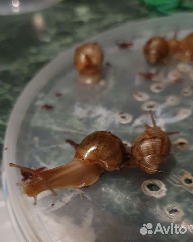 Улитки ахатины малыши
