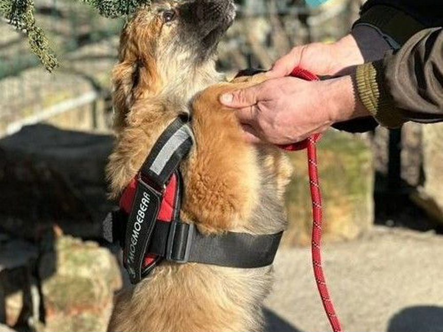 Бельгийская овчарка щенок метис в поисках дома
