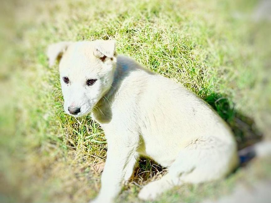 Щенки метисы породы лайка в дар