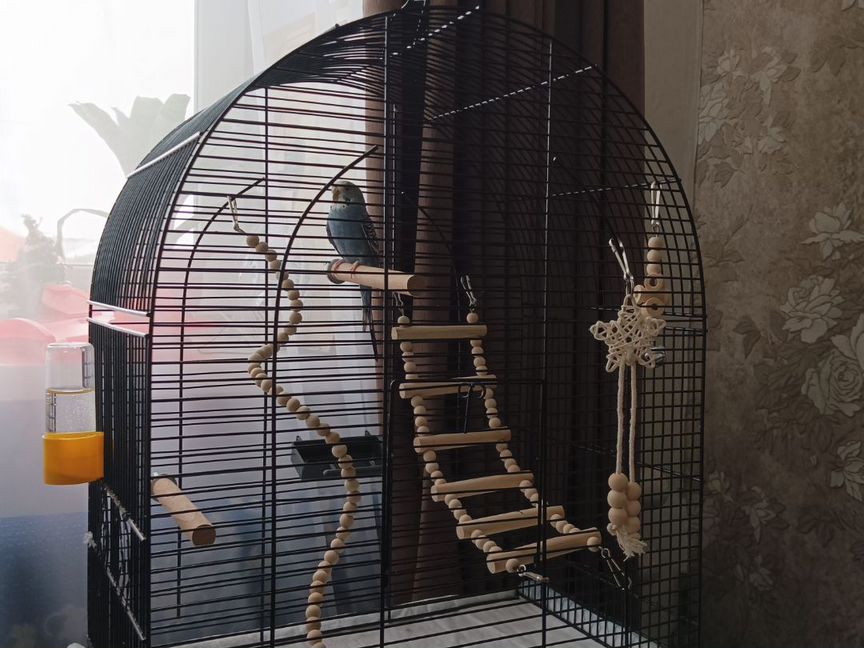 Волнистый попугай