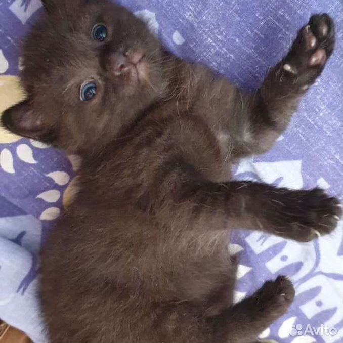 Котенок на усыпление