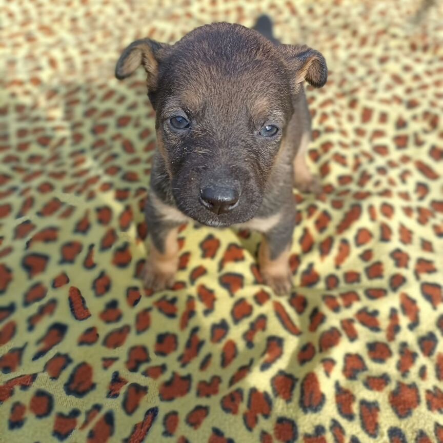 Щенки в добрые руки