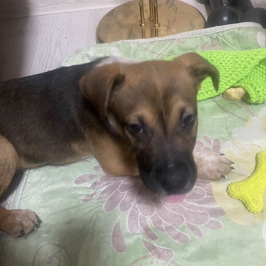 Щенок Стафордширского терьера