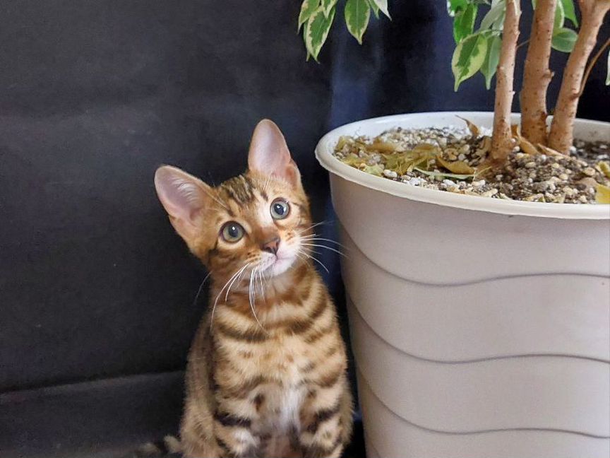 Бенгальская